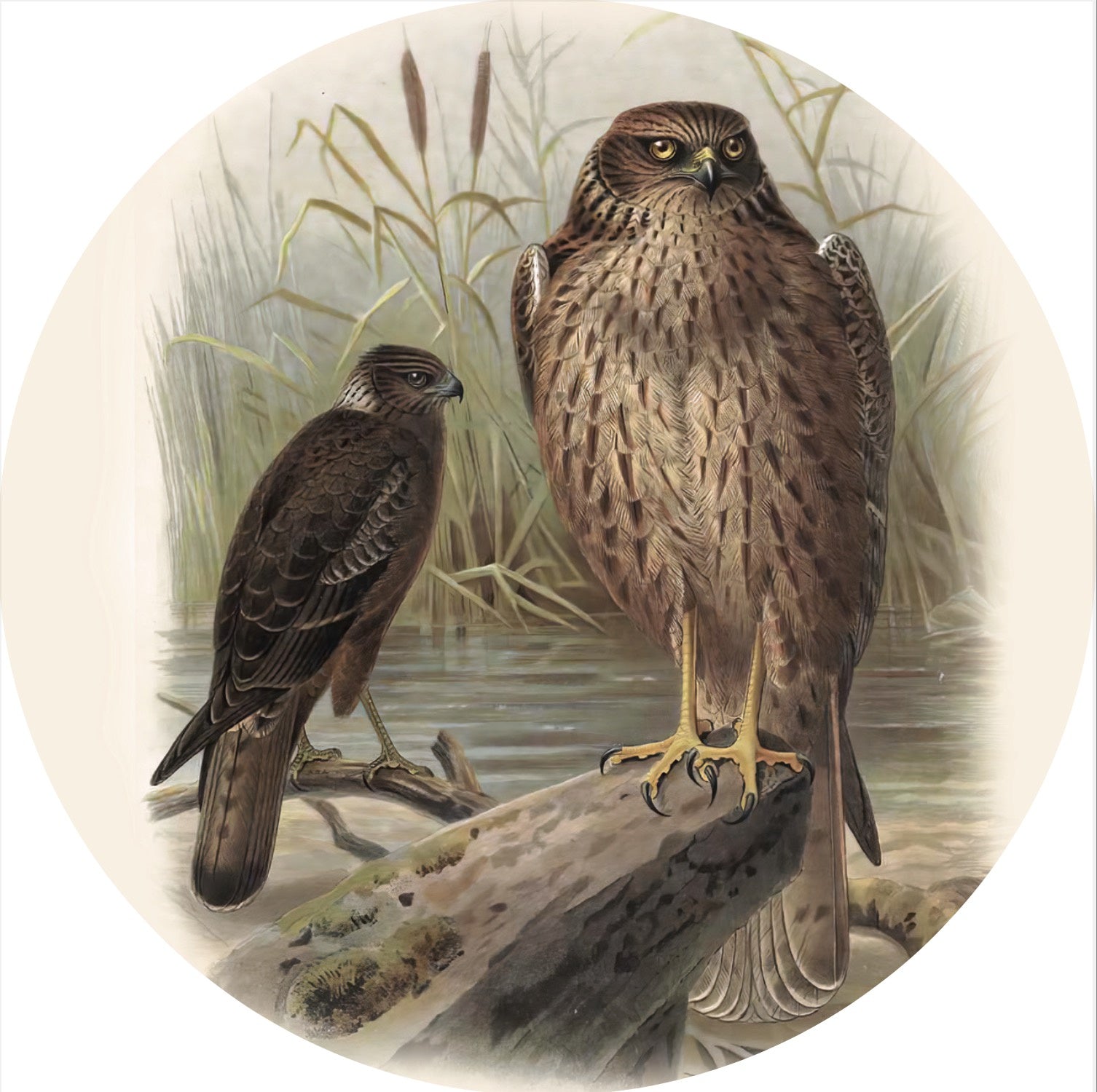 Native Bird Coaster/Placemat - Harrier Hawk (Walter Buller) – gecko in ...