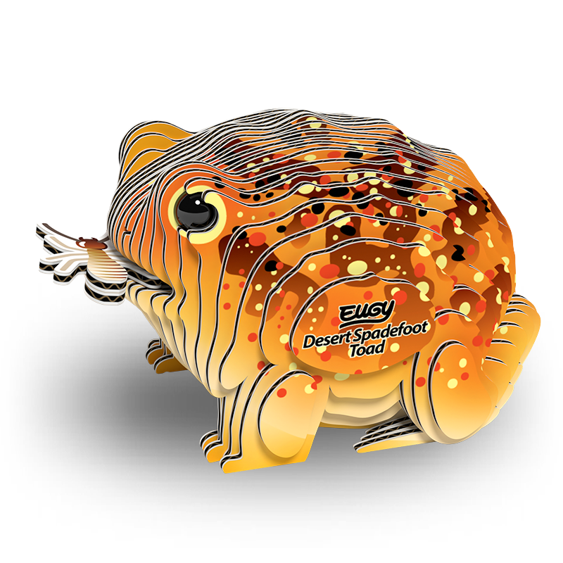 3D Cardboard Kit Set - Desert Spadefoot Toad – gecko in the village