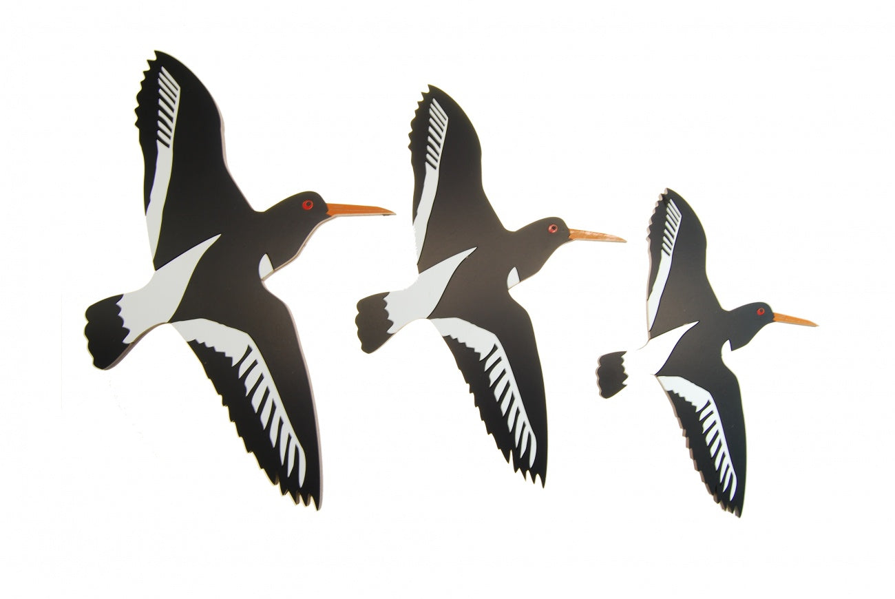 New Zealand Airways Oyster Catcher – gecko in the village